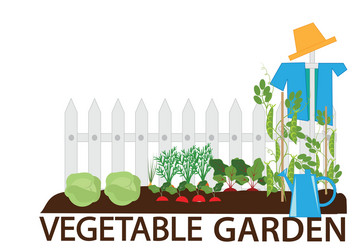 Vegetable garden bed Royalty Free Vector Image