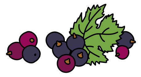Blackcurrants Vector Images (over 1,100)