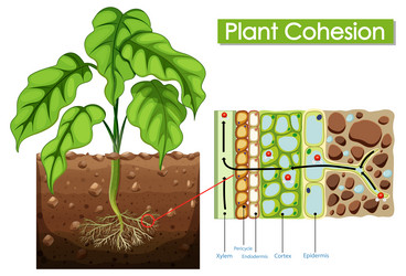 Diagram showing transpiration plant Royalty Free Vector