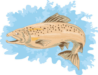 Brown Trout Vector Images (over 160)