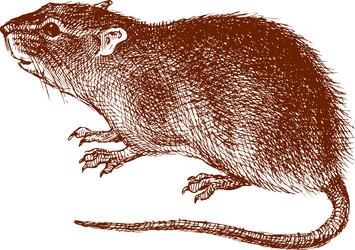 Rat Claws Vector Images (over 140)