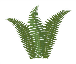 Fern Royalty Free Vector Image - VectorStock