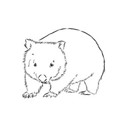Wombat Drawing Outline