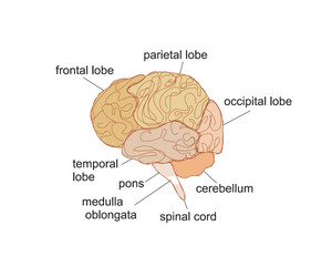 Brain anatomy color scheme Royalty Free Vector Image