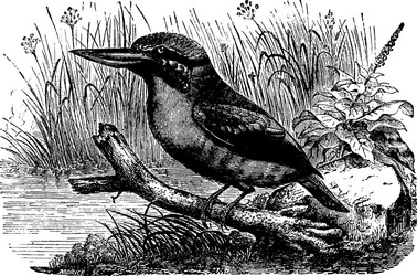 Dacelo gigas vintage Royalty Free Vector Image