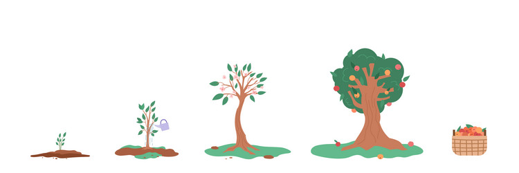 Fruit Tree Life Cycle Vector Images (over 190)