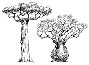 Baobab Tree Vector Images (over 1,800)