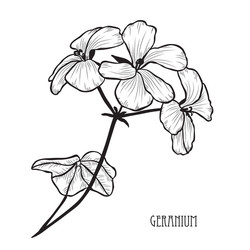 Geraniums Vector Images (over 1,400)