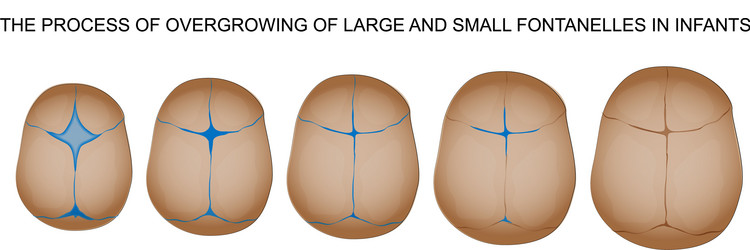 Fontanelle Vector Images (12)