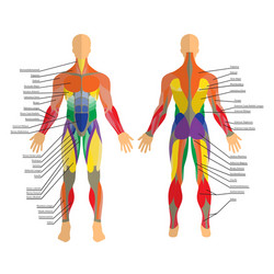 Human muscles the female body Royalty Free Vector Image