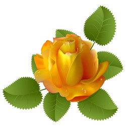 Single flower in yellow color Royalty Free Vector Image
