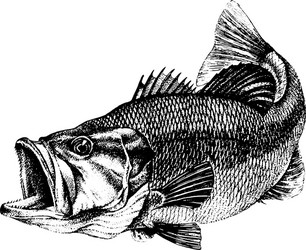 Bass Fishing Tattoos Designs