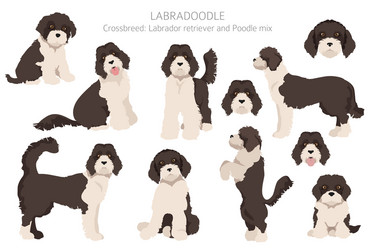 Labradoodle Vector Images (over 150)