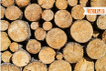 Wood Log Texture Vector Images (over 5,100)