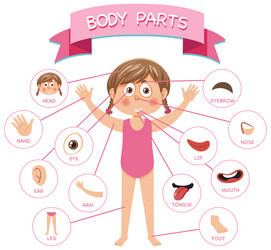 Body parts with vocabulary Royalty Free Vector Image