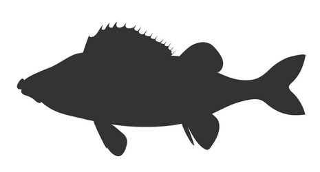 Perch hand drawn realistic black outline Vector Image