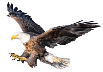 Flying Bald Eagle Royalty Free Vector Image - VectorStock