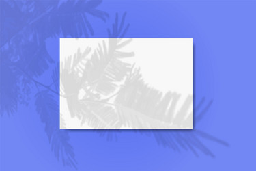 Tui Vector Images (96)