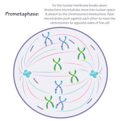 Prometaphase stage of mitosis Royalty Free Vector Image