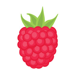 Raspberry isolated Royalty Free Vector Image - VectorStock