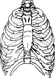 Anatomy of human ribs hand draw vintage clip art Vector Image