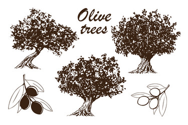 Olive Tree Vector Images (over 13,000)
