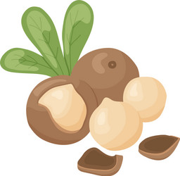 Macadamia nuts in cartoon style Royalty Free Vector Image