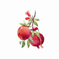 Pomegranate with leaves fresh fruit drawing Vector Image