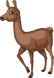 Lama Vector Images (over 6,700)