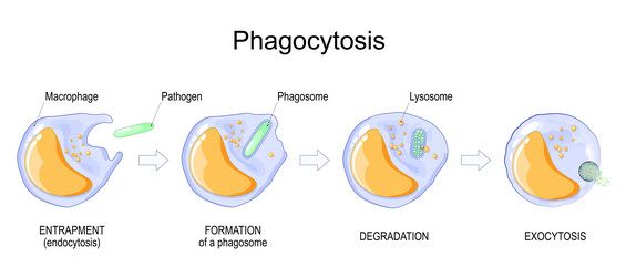 Simple Phagocytosis Diagram