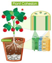 Diagram showing transpiration in plant Royalty Free Vector