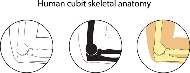 Set of human hand bones Royalty Free Vector Image