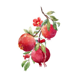 Pomegranate with leaves fresh fruit drawing Vector Image