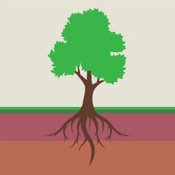 Root system of a tree with leaves dividing Vector Image
