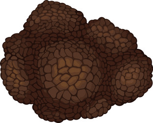 Whole truffle as fruiting body subterranean Vector Image