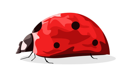 Ladybug Vector Images (over 21,000)