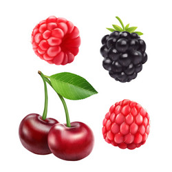 Realistic red raspberries with green leaves Vector Image