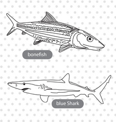 Bonefish Vector Images (15)