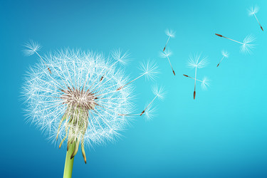 Frail Drawing Vector Images (over 110)