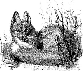 Fox Line Drawing Vector Images (over 6,100)