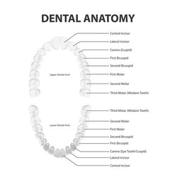 3d realistic teeth upper and lower adult Vector Image