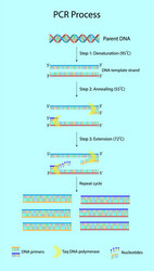 Pcr - polymerase chain reaction acronym medicine Vector Image