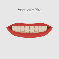 Human teeth infographic Royalty Free Vector Image