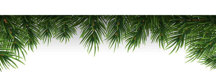 Green christmas tree branches border on a white Vector Image