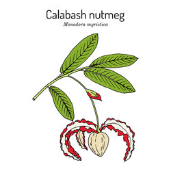 Calabash Vector Images (over 1,000)