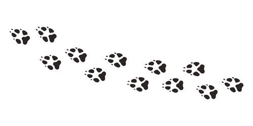 Lion paws animal paw prints different Royalty Free Vector