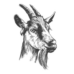 Goat Outline Vector Images (over 4,700)