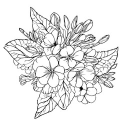 February primrose birth flower drawing pencil art Vector Image