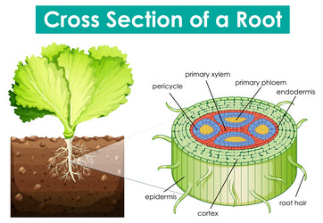Diagram showing internal root structure Royalty Free Vector