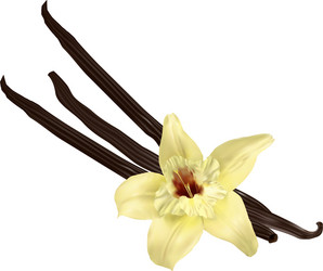 Vanilla detailed icon Royalty Free Vector Image